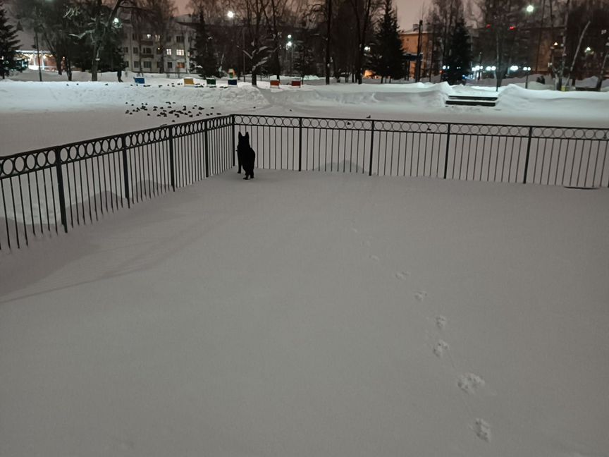 Щенки Волкособа