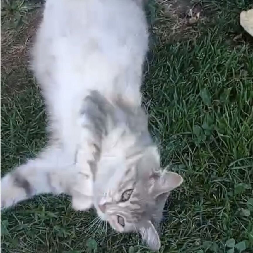 Огородная кошечка