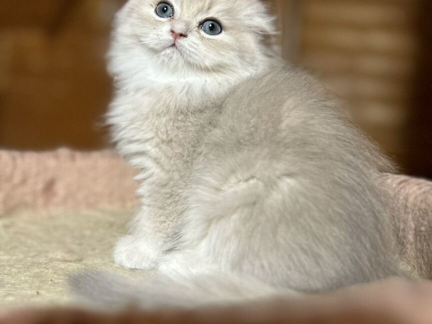 Шотланская вислоухая