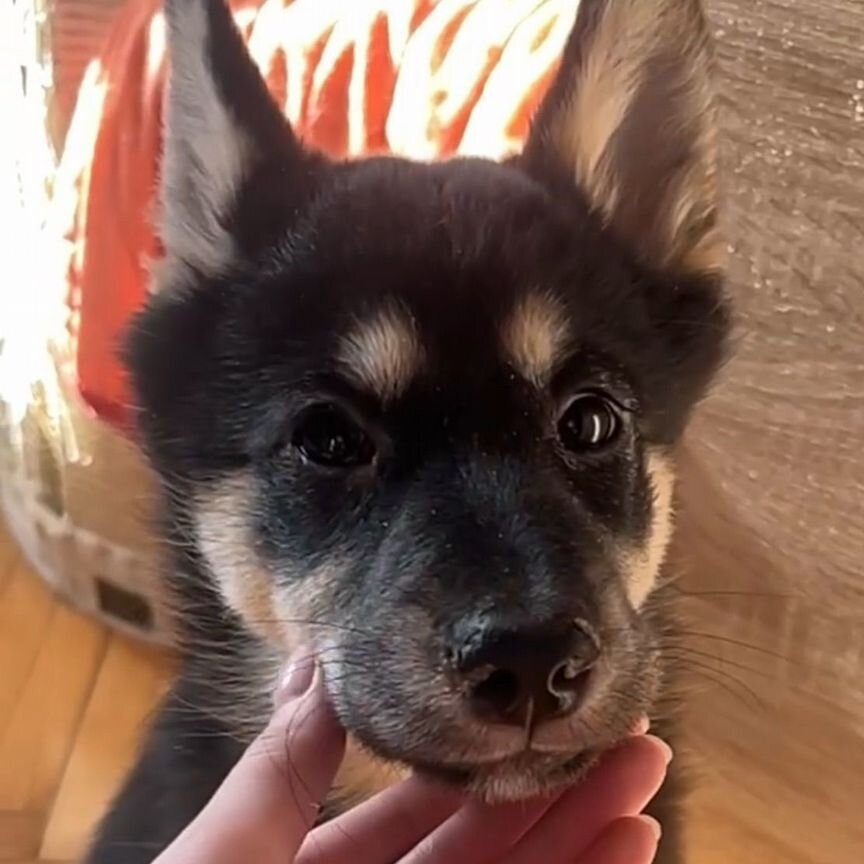 Лайка, щенок