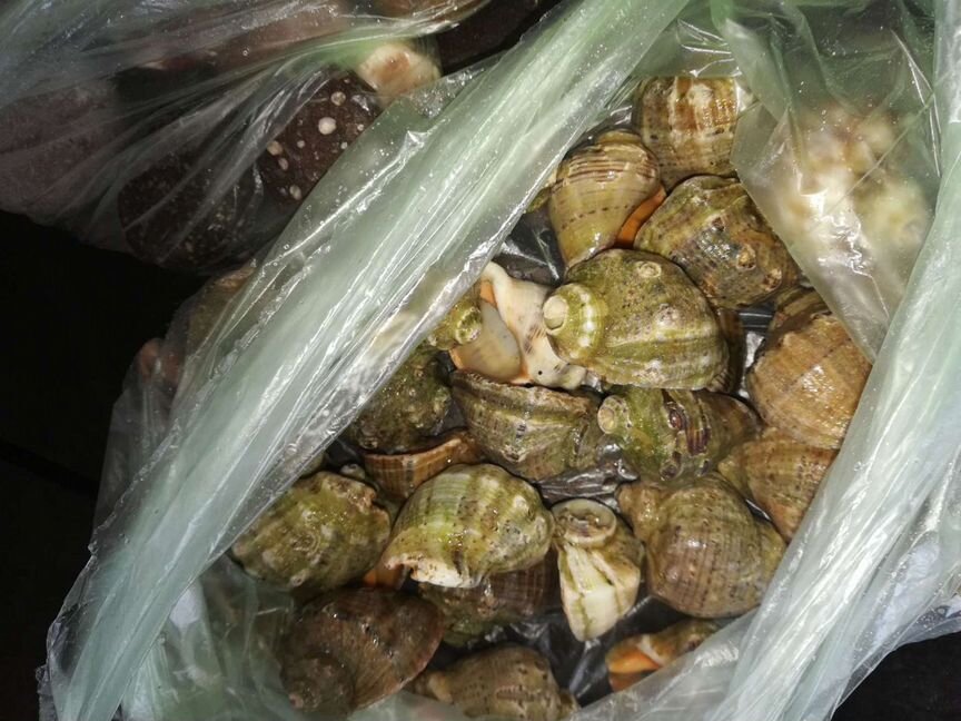 Ракушки,грунт