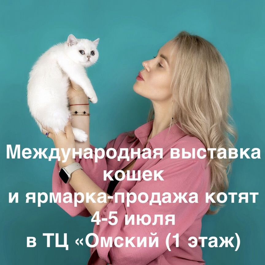 Британский короткошёрстный котёнок