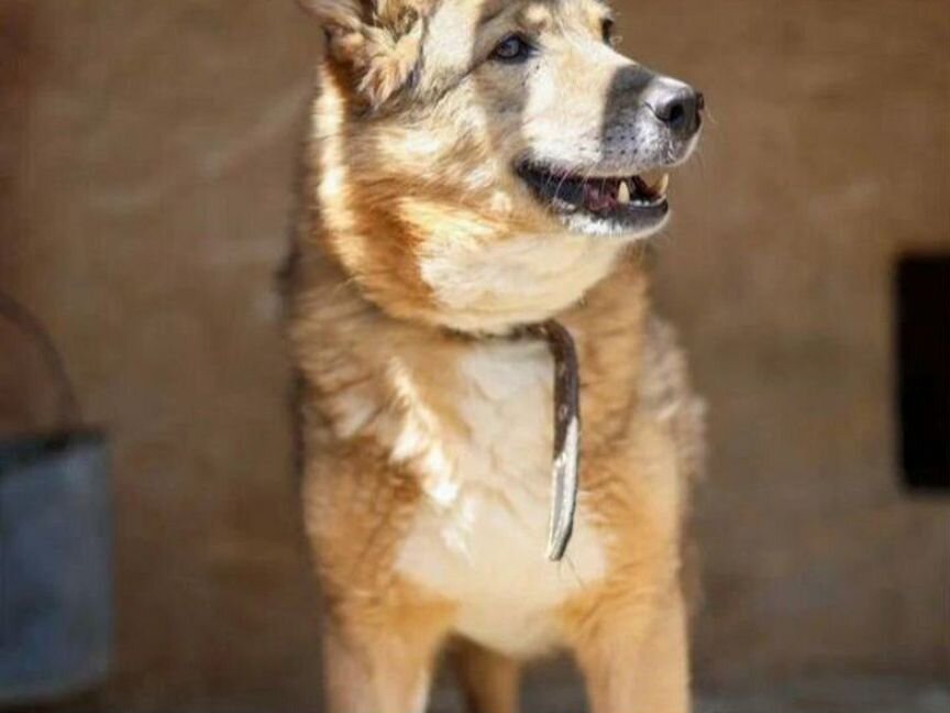 Собака среднего возраста живёт в приюте