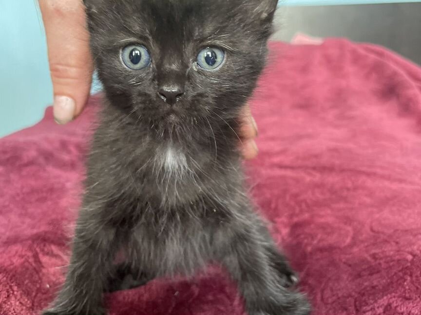 Котятки бесплатно