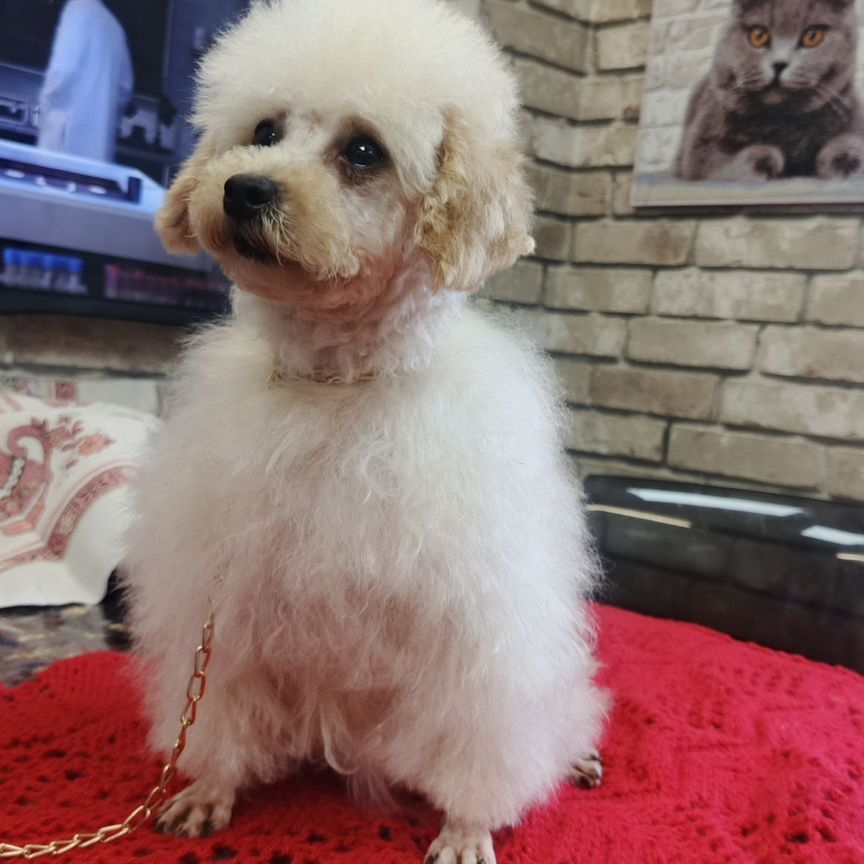 Девочка той пудель абрикос