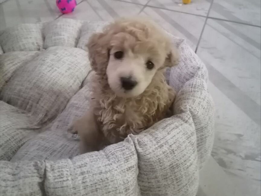 Карликовый пудель