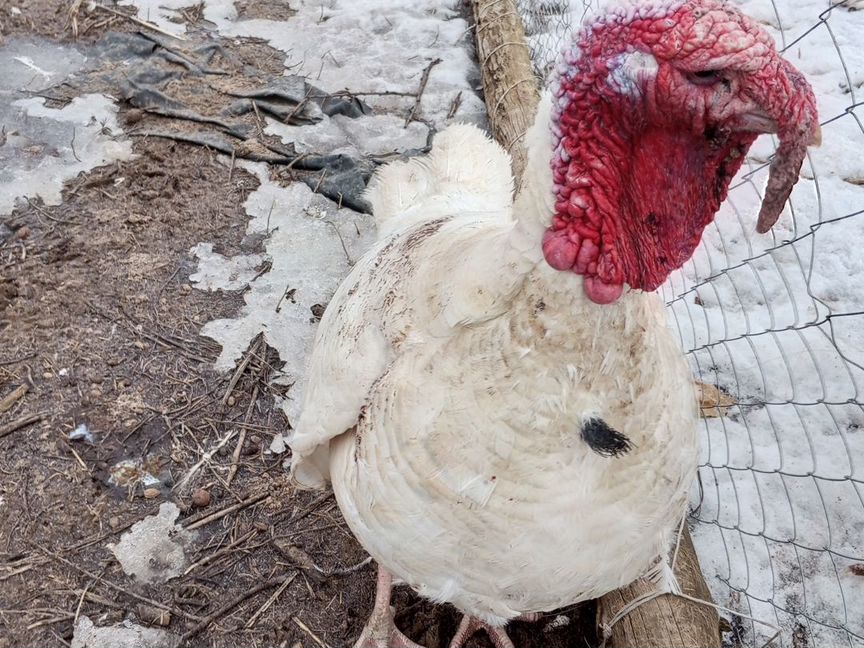 Продам на племя индюка и индюшку