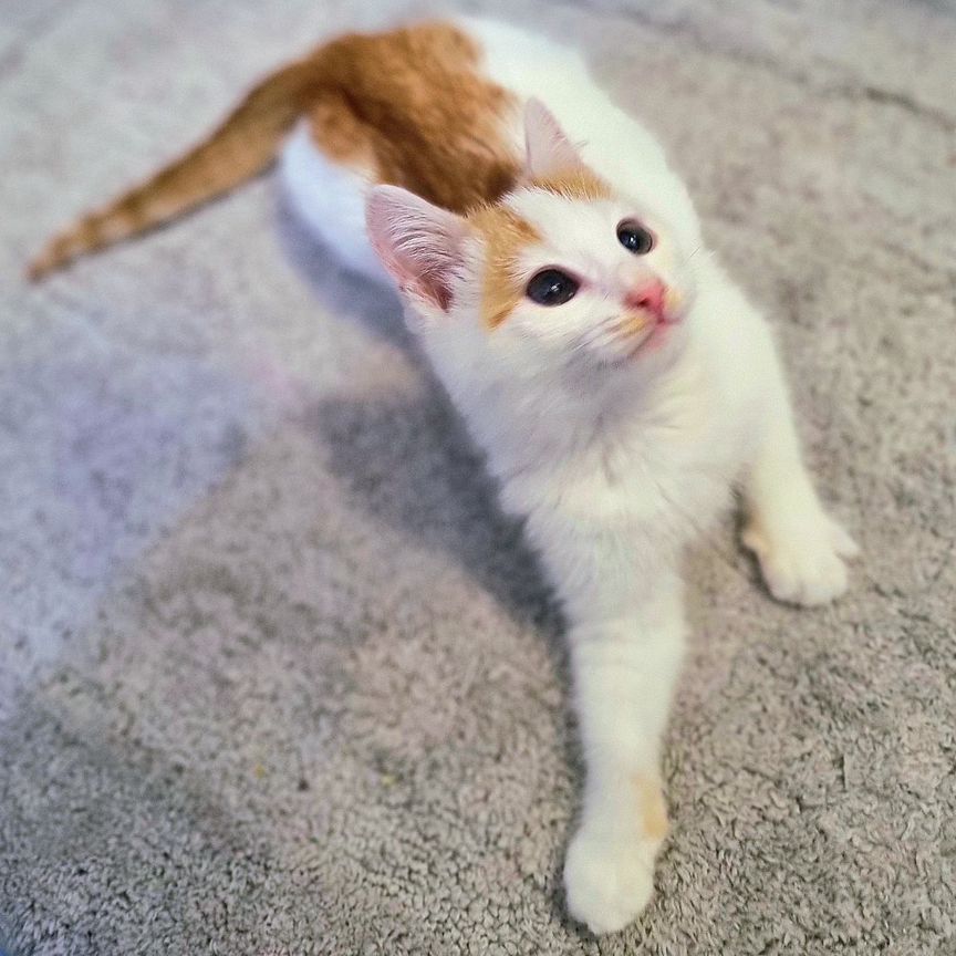 Котенок