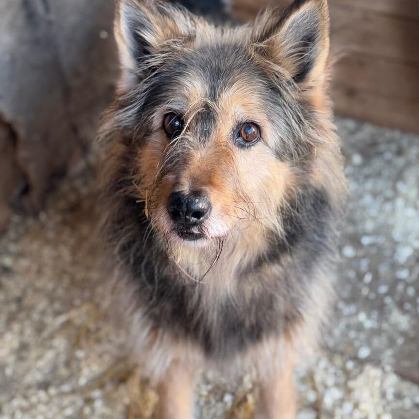 Старая собака из приюта на доживание