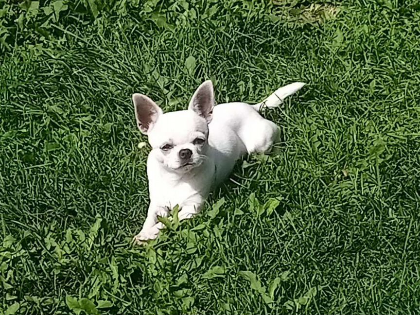 Чихуахуа мини