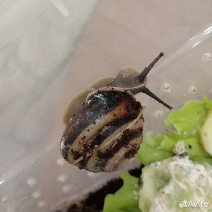 Улитки караколусы