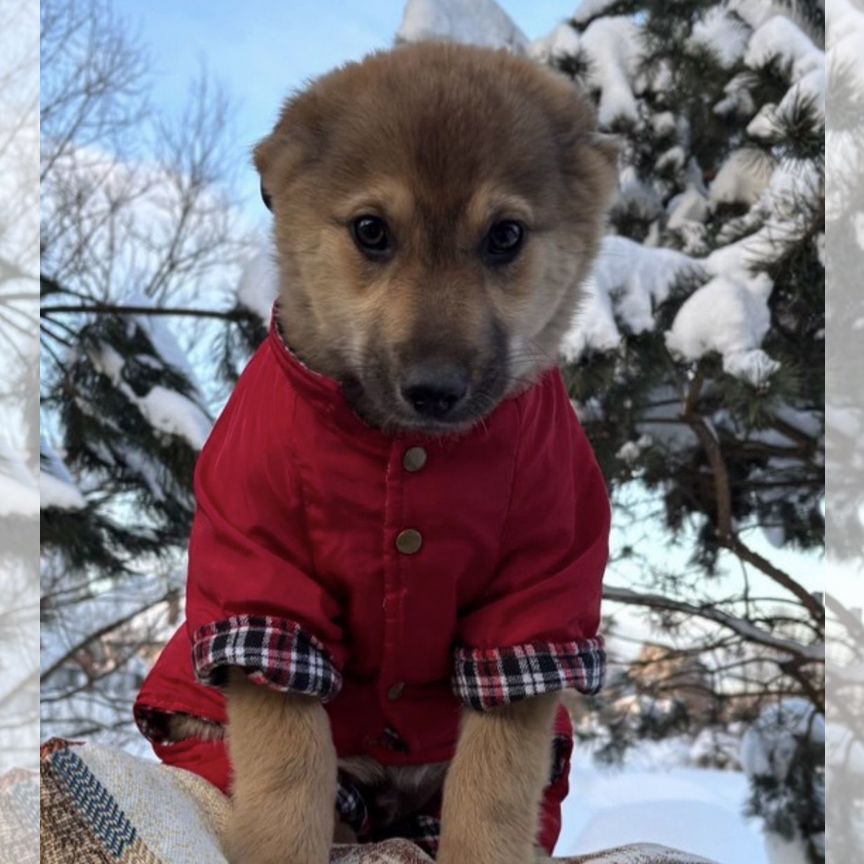 Австралийская овчарка, щенок