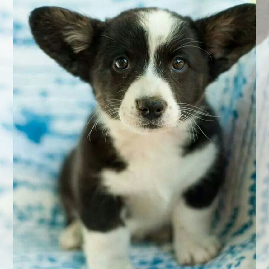 Вельш Корги Кардиган, щенок