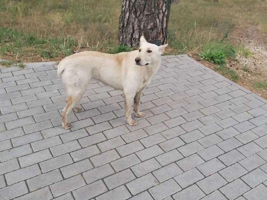 Ласковая собака ищет хозяина