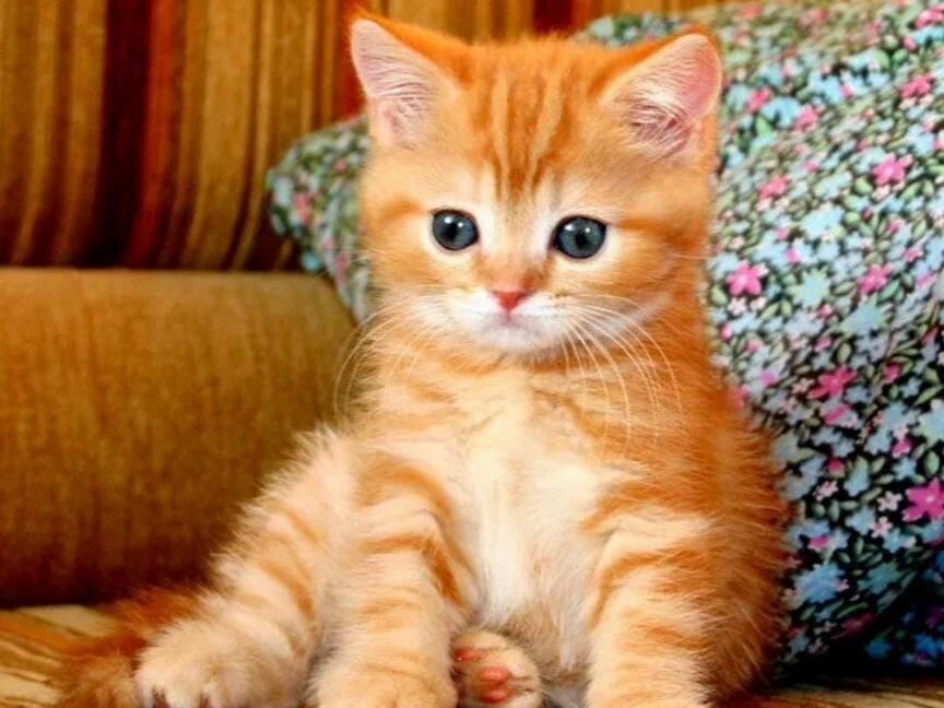 Брит - рыжий