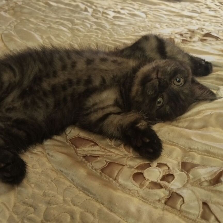 Британский длинношёрстный котёнок