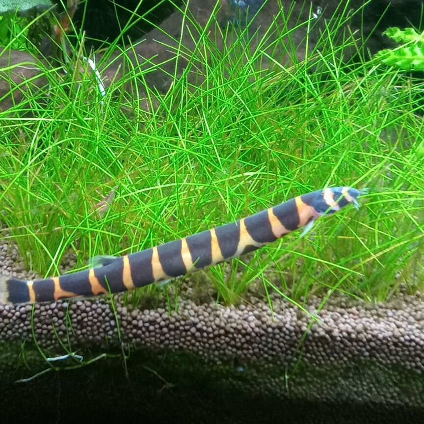 Рыбка Акантофтальмус