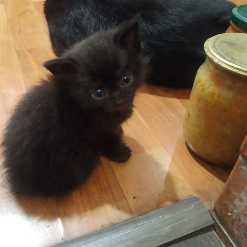Котята. Черный мальчик, цветная девочка