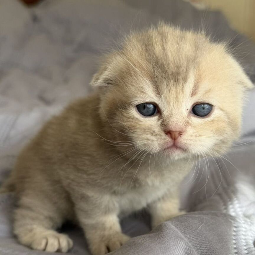 Шотландский вислоухий короткошёрстный котёнок
