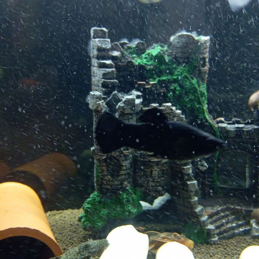 Аквариумная рыбка молинезия