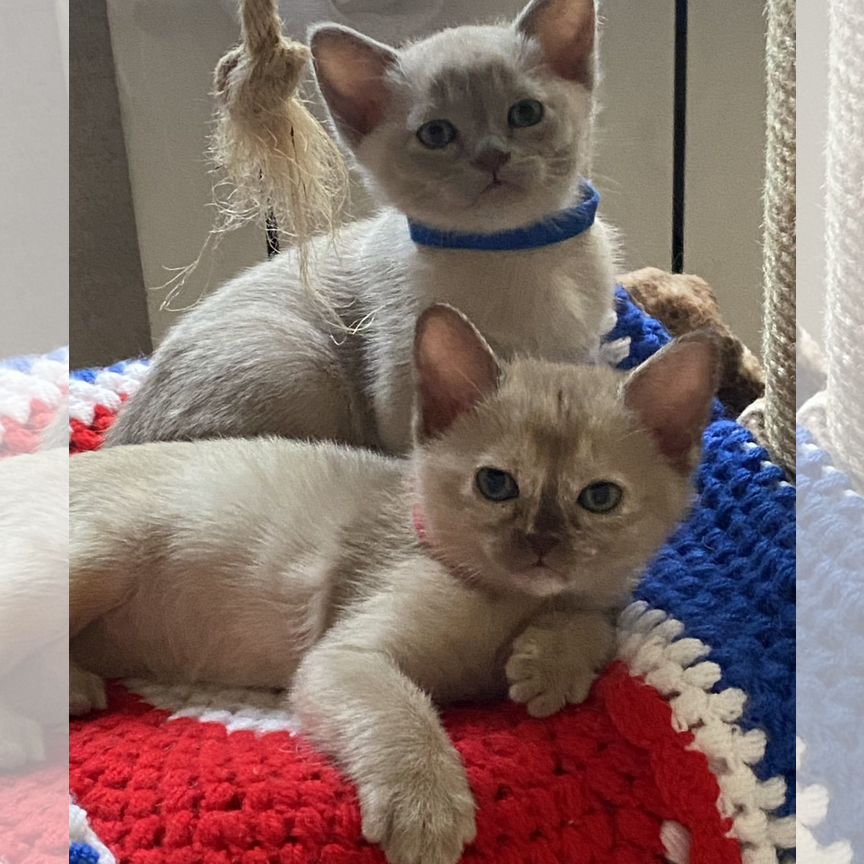 Европейский бурманский котёнок