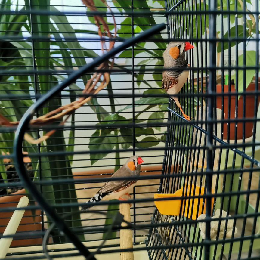 Зебровые амадины