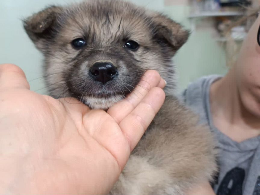 Собака в добрые руки отдам бесплатно