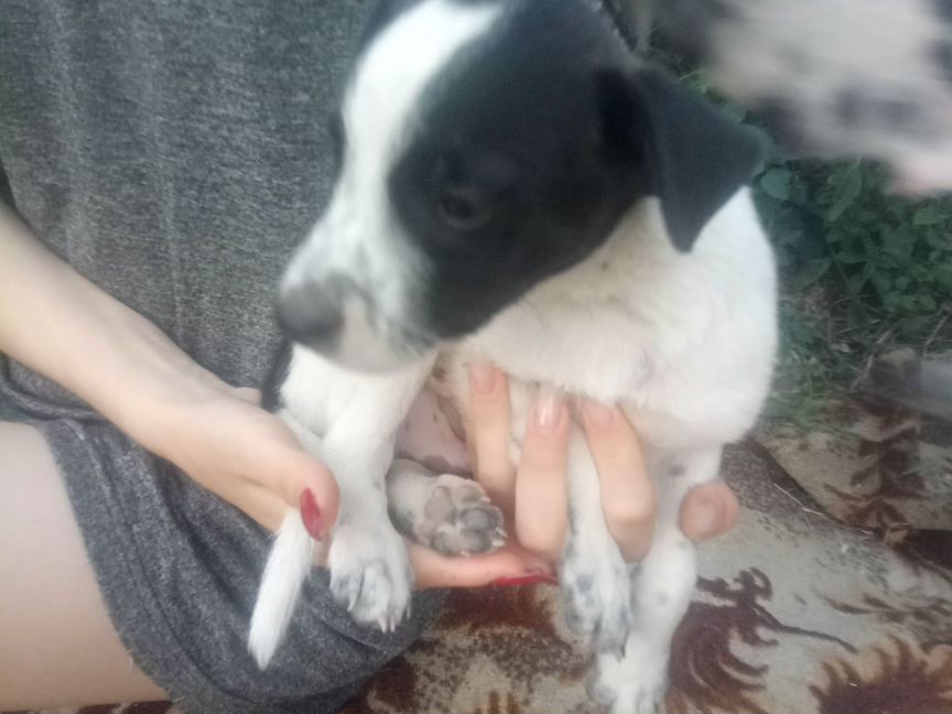 Собака в добрые руки отдам бесплатно