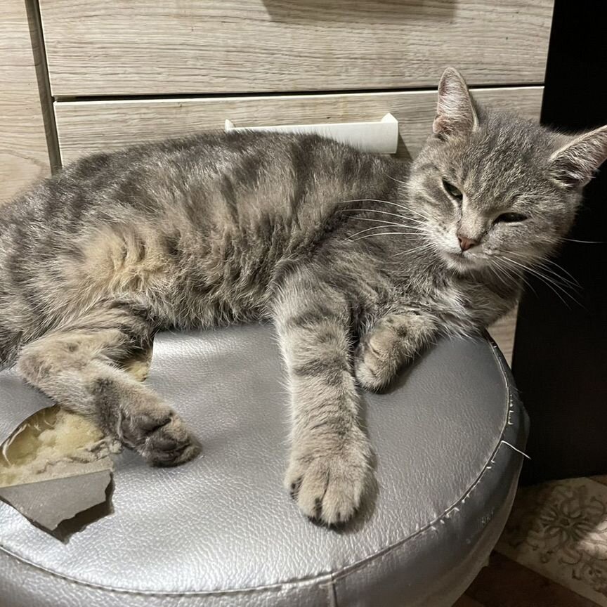 Кошка