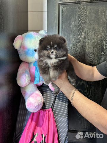 Малтчишки мини шпицы