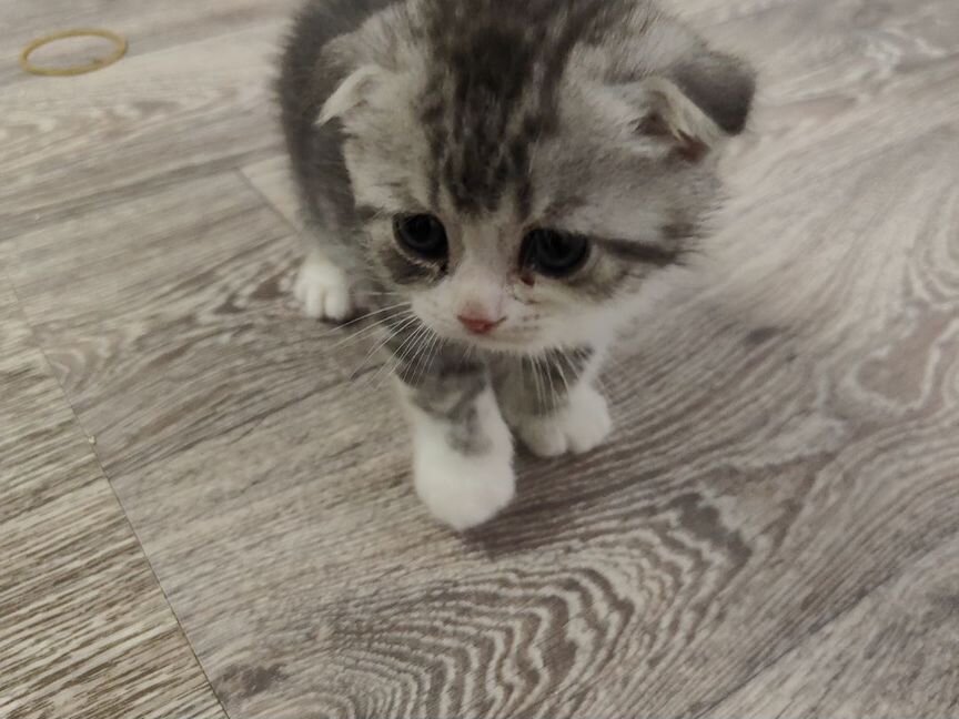 Шотландский котенок
