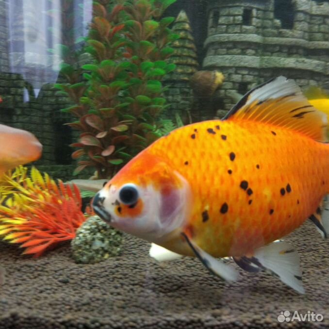 Вакины, кометы, шубункины, золотые рыбки