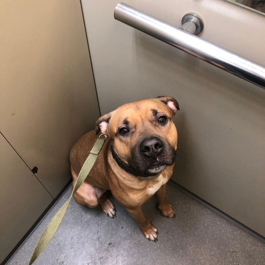 Собака в добрые руки