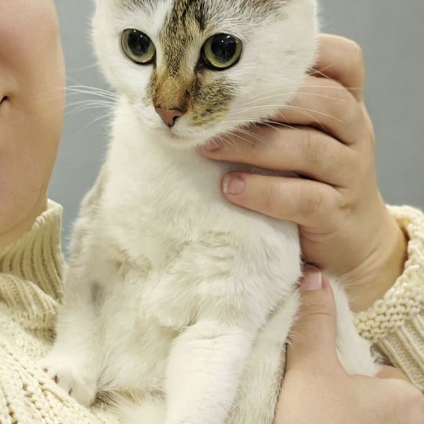 Котенок Ириска