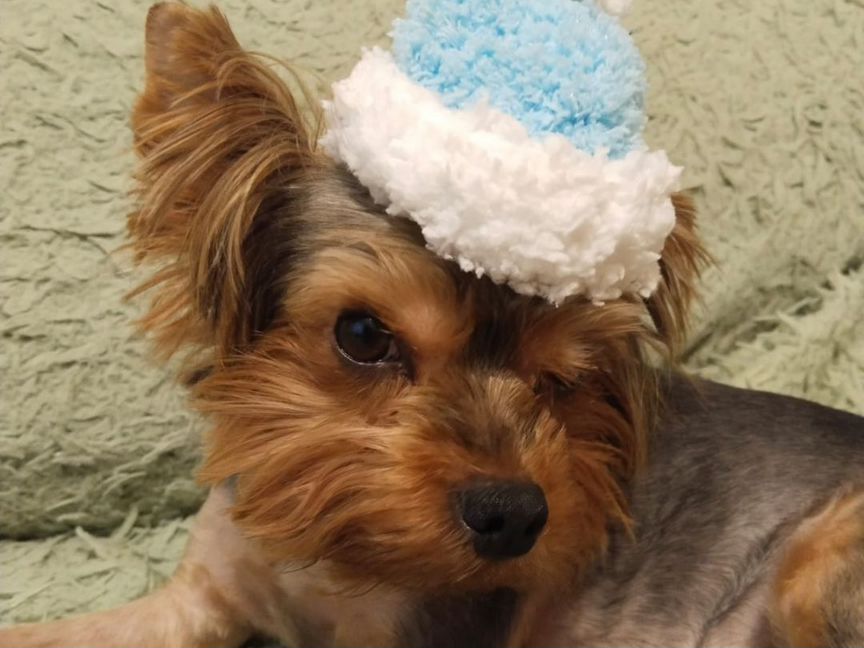 Йоркширский терьер