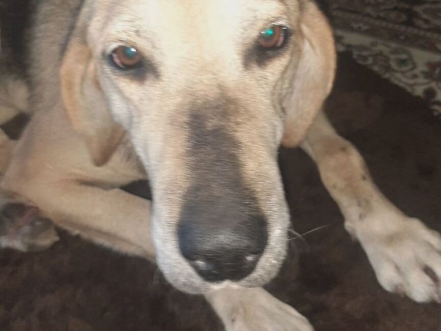 Потерялась собака русская гончая