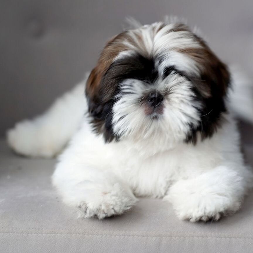 Ши-тцу, щенок