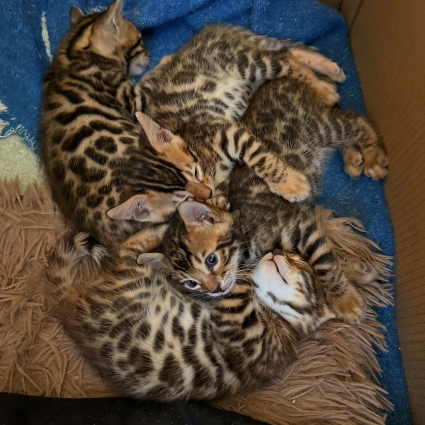 Бенгальские котята