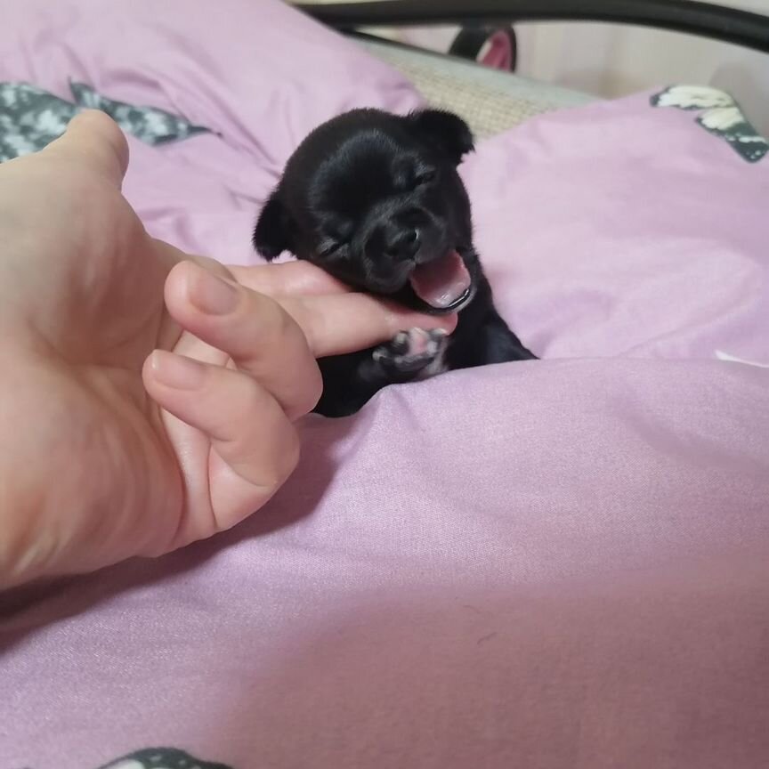 Чихуахуа мини