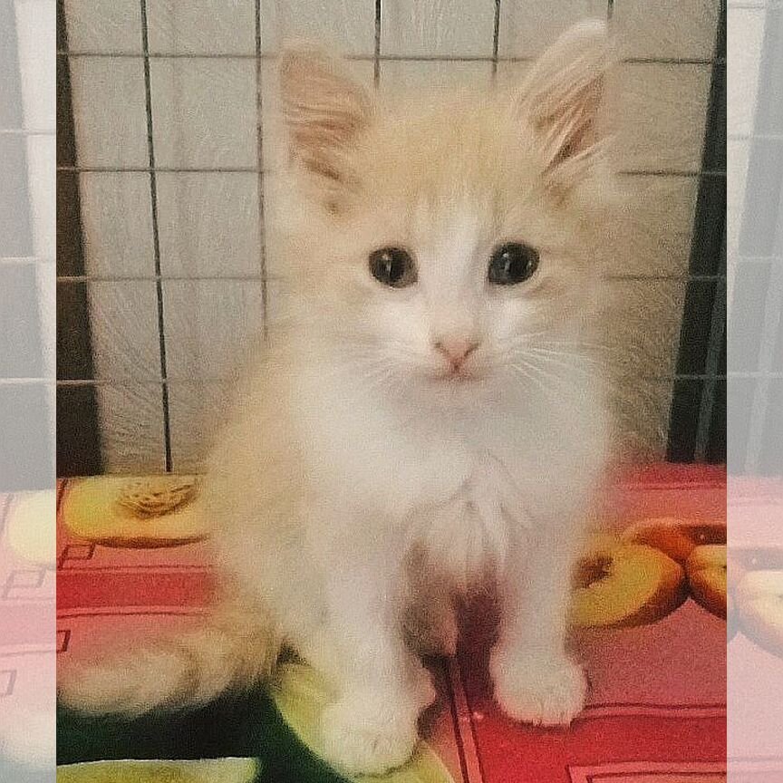 Котёнок в добрые руки
