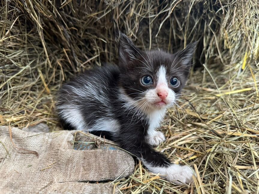 Маленький котенок в добрые руки