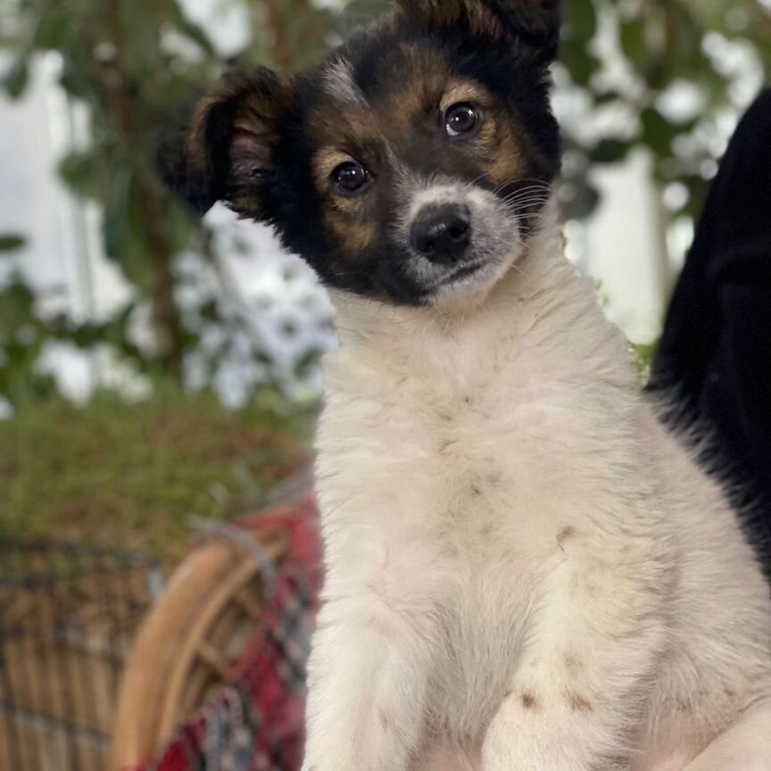 Щенки в добрые руки