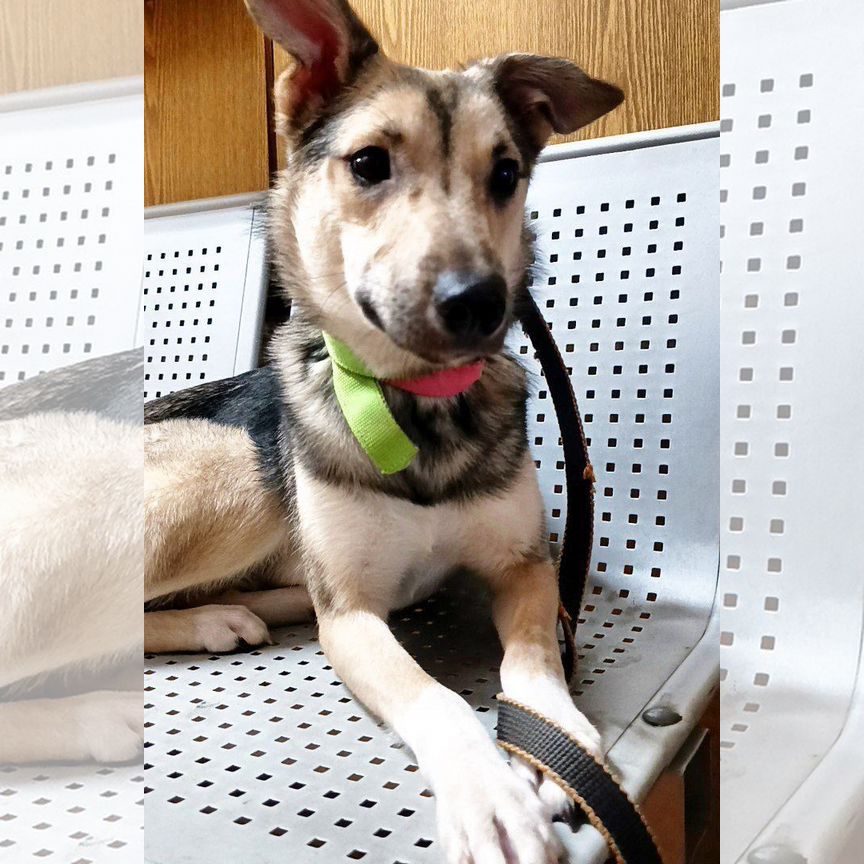 Немецкая овчарка, щенок