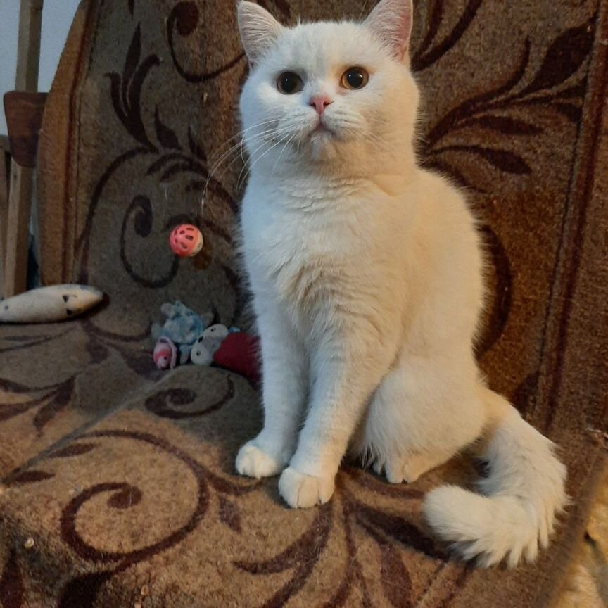 Кошечка Снежка