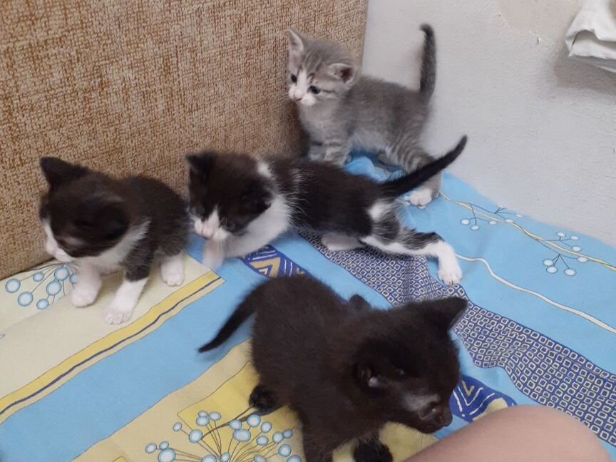 Британские котята в дар
