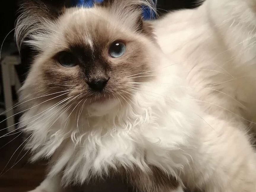 Котенок рэгдолл от Чемпионов