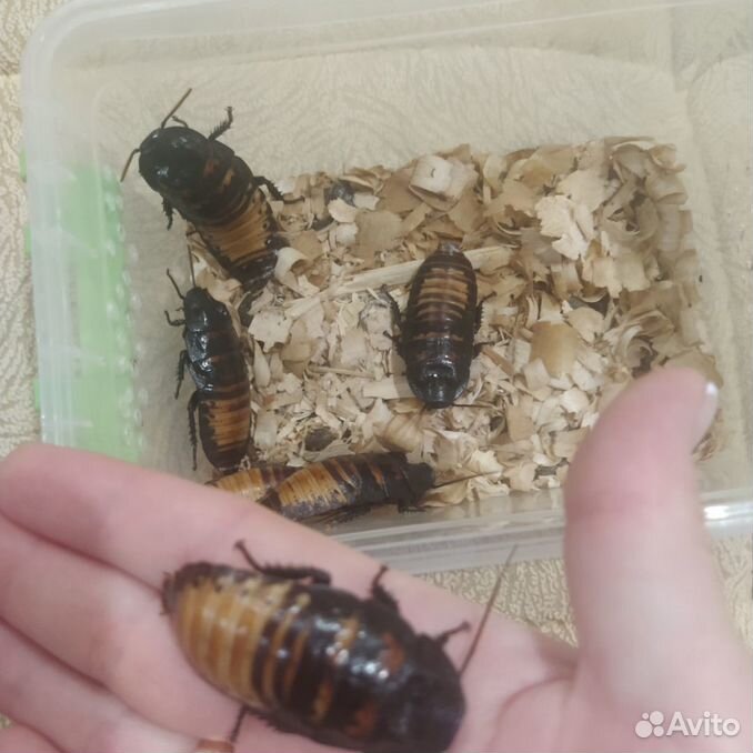 Мадагаскарские тараканы