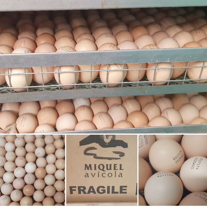 Инкубационное яйцо и молодняк птицы