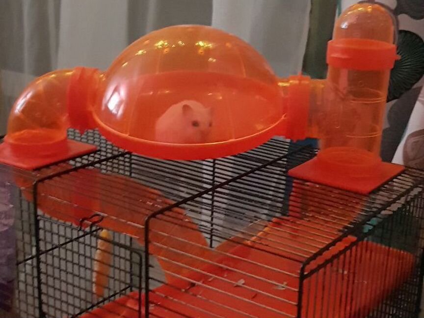 Клетка и корм для хомяка