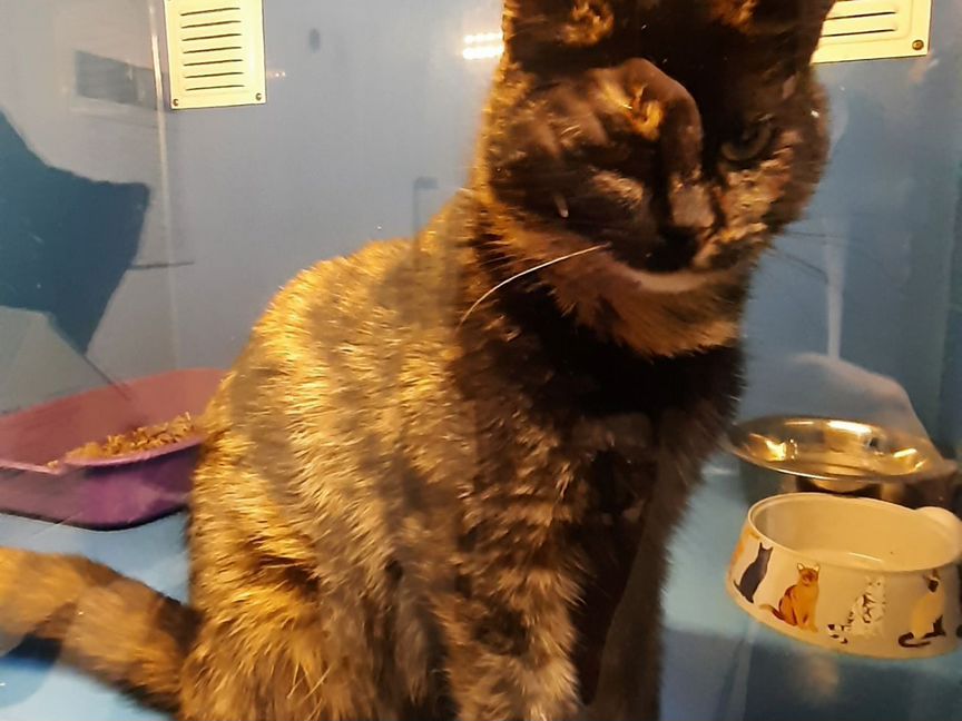 Мега ласковая, красивая кошка